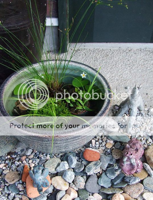 Il Medaka: un nuovo pesce per il laghetto